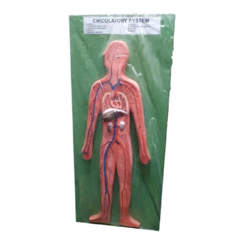 Human Circulatory System Model - SRM Trading Corporation